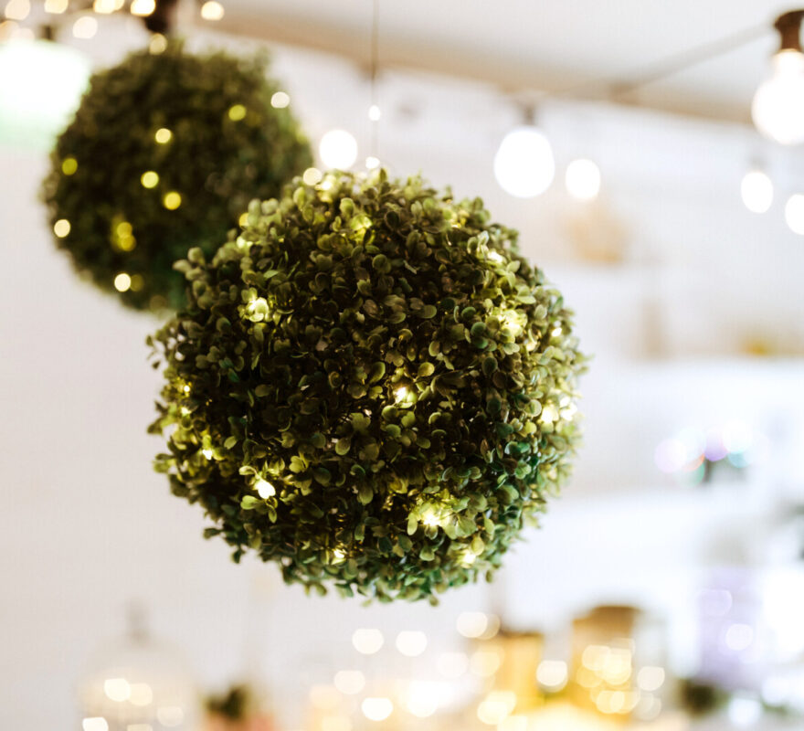 Seed Fairy Lights - The Fairy Light Shop